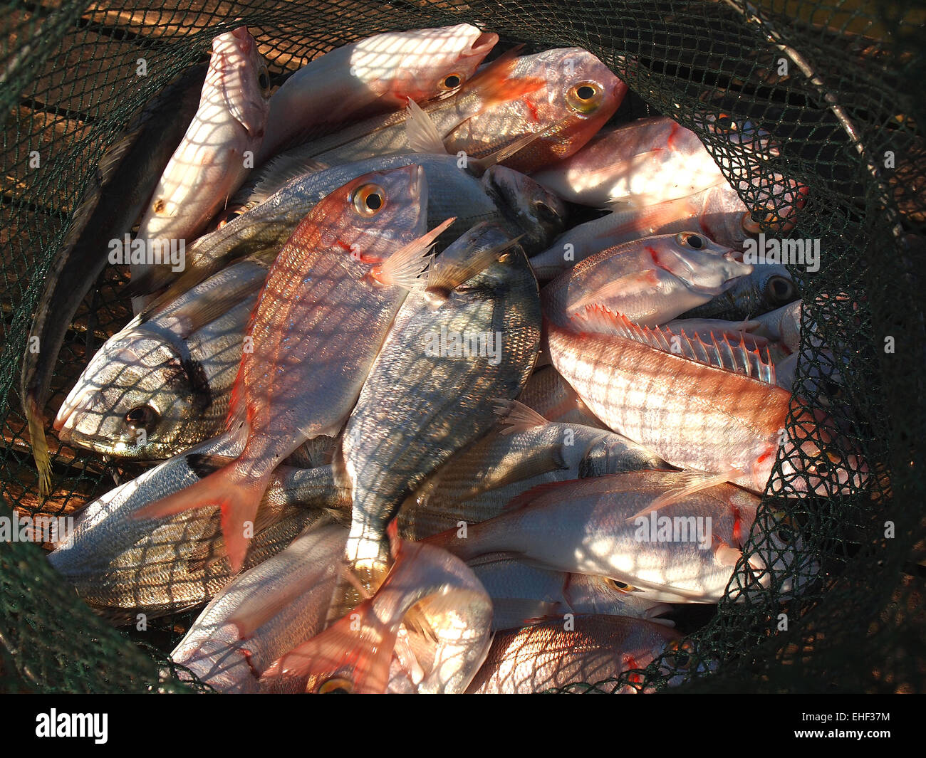Freshly caught various salt water fish in a net Stock Photo - Alamy