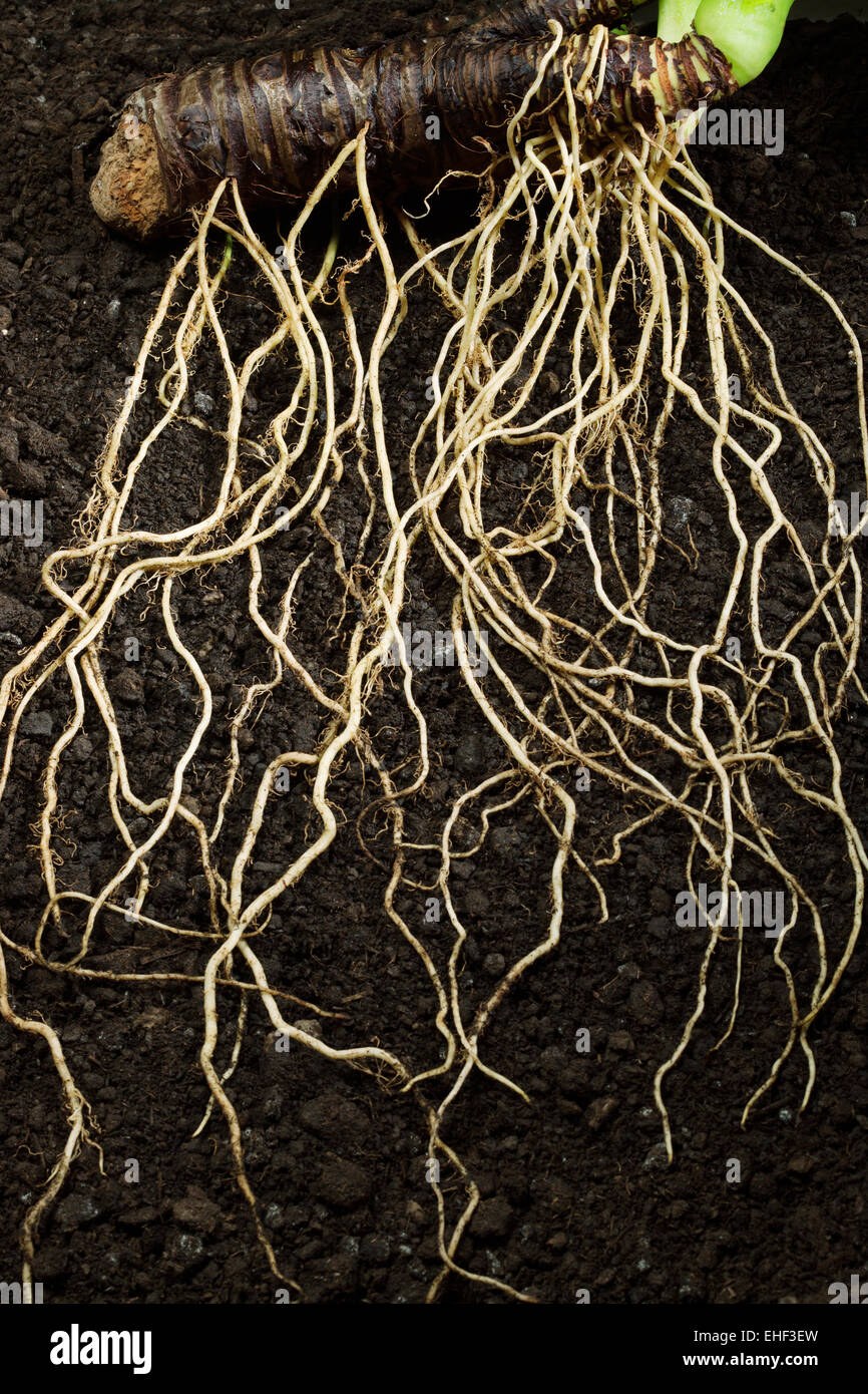 Planting plants roots hi-res stock photography and images - Alamy