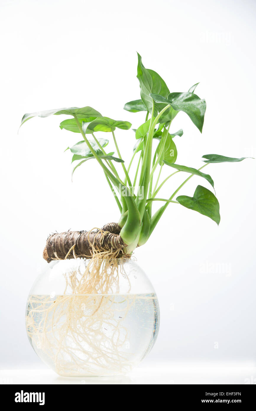 Alocasia macrorrhiza and the fish tank Stock Photo - Alamy