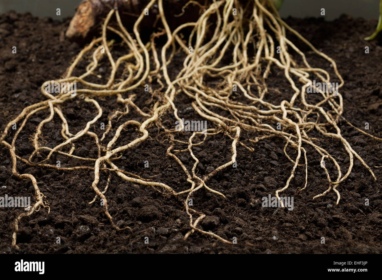 The roots of plants Stock Photo - Alamy