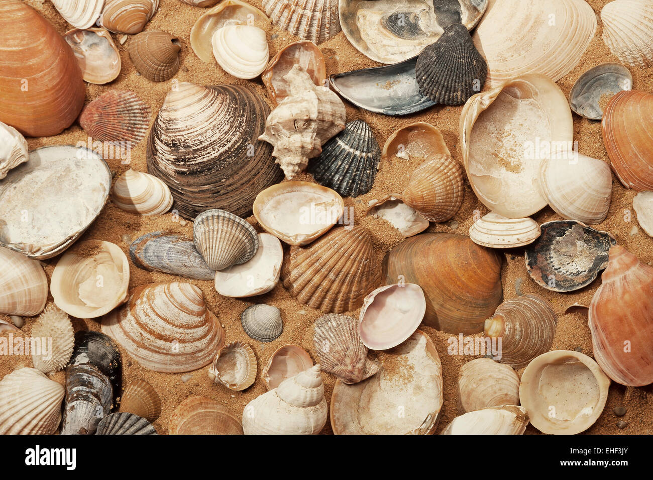 Various shells on sand Stock Photo - Alamy
