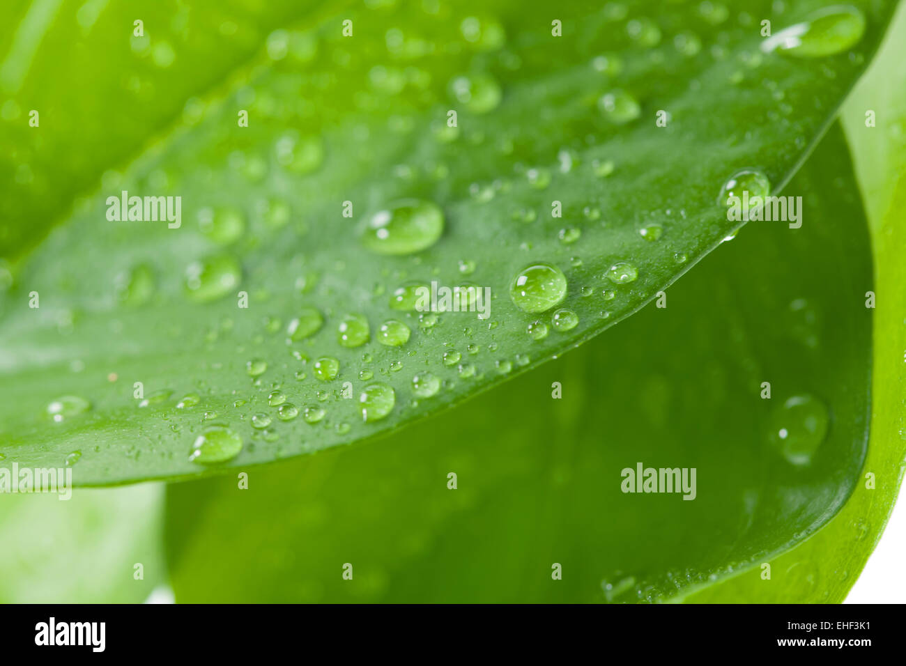Green leaves and water Stock Photo - Alamy