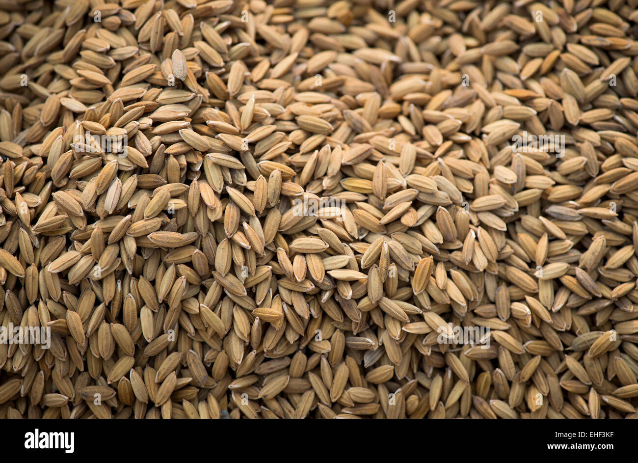 Rice grains, Pokkali rice, Kerala, India Stock Photo - Alamy