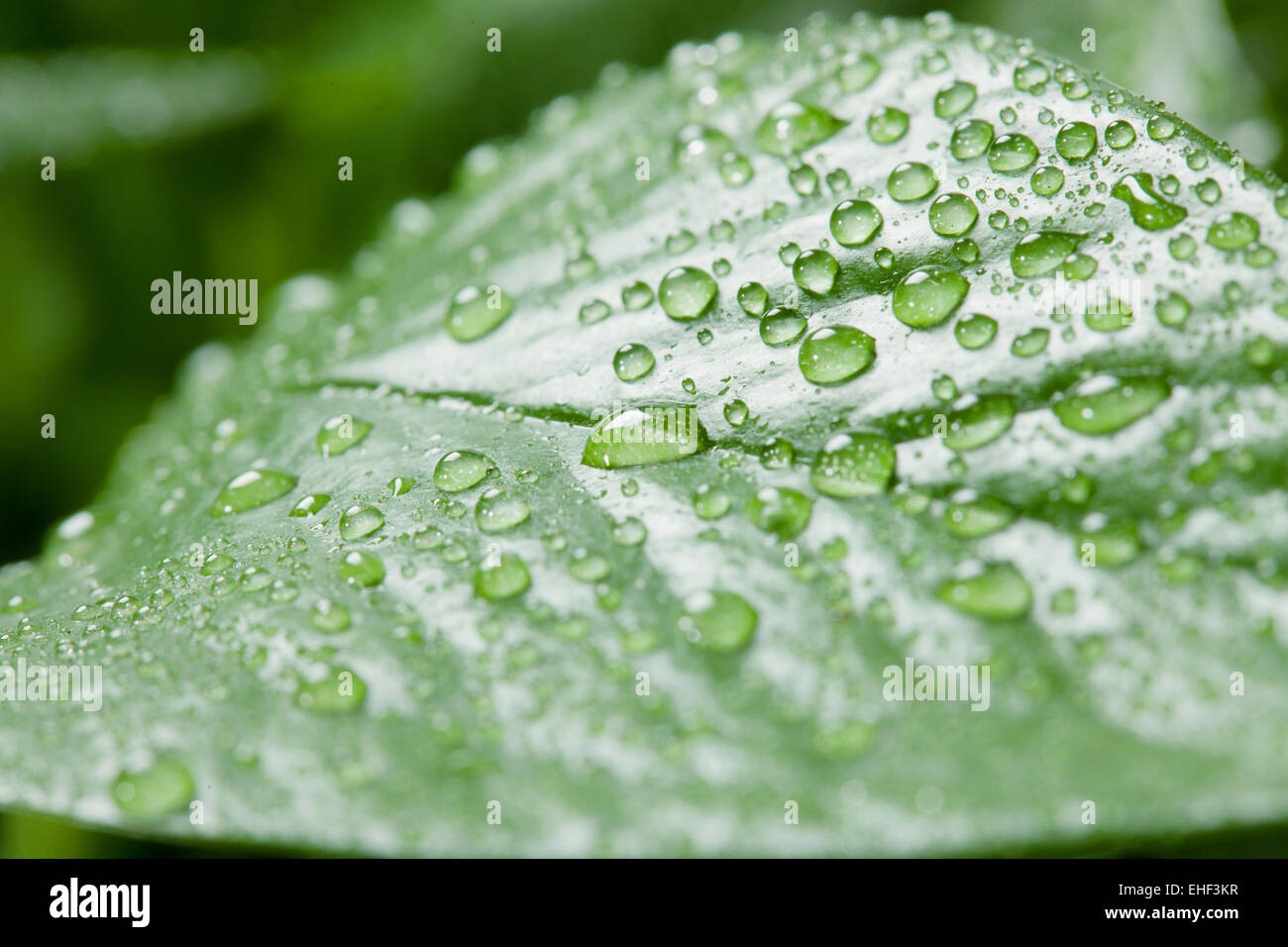 Green leaves and water Stock Photo - Alamy