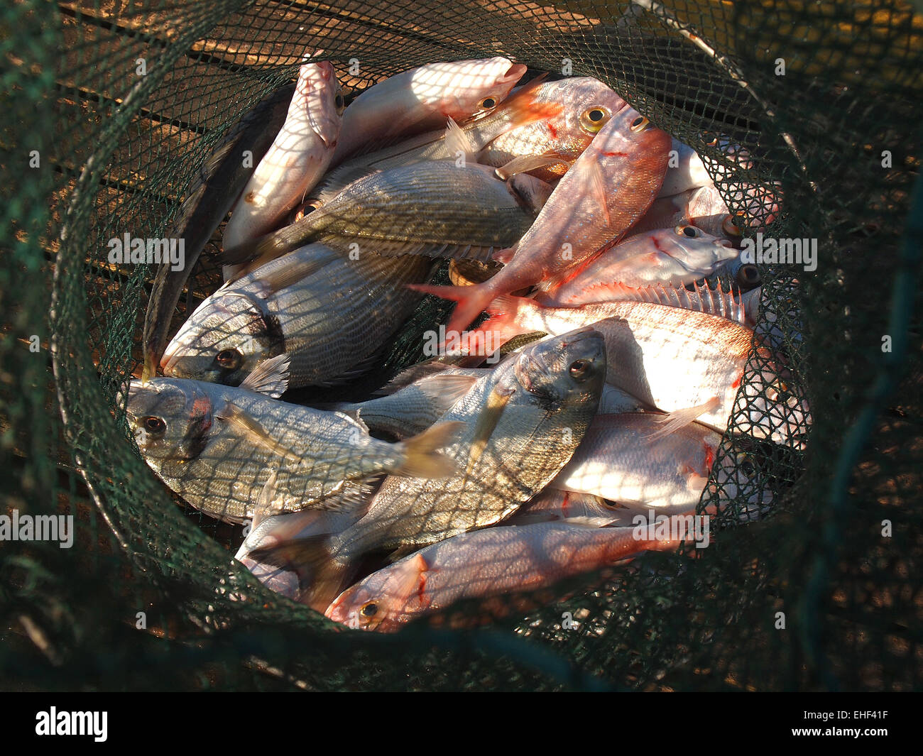 Freshly caught various salt water fish in a net Stock Photo - Alamy