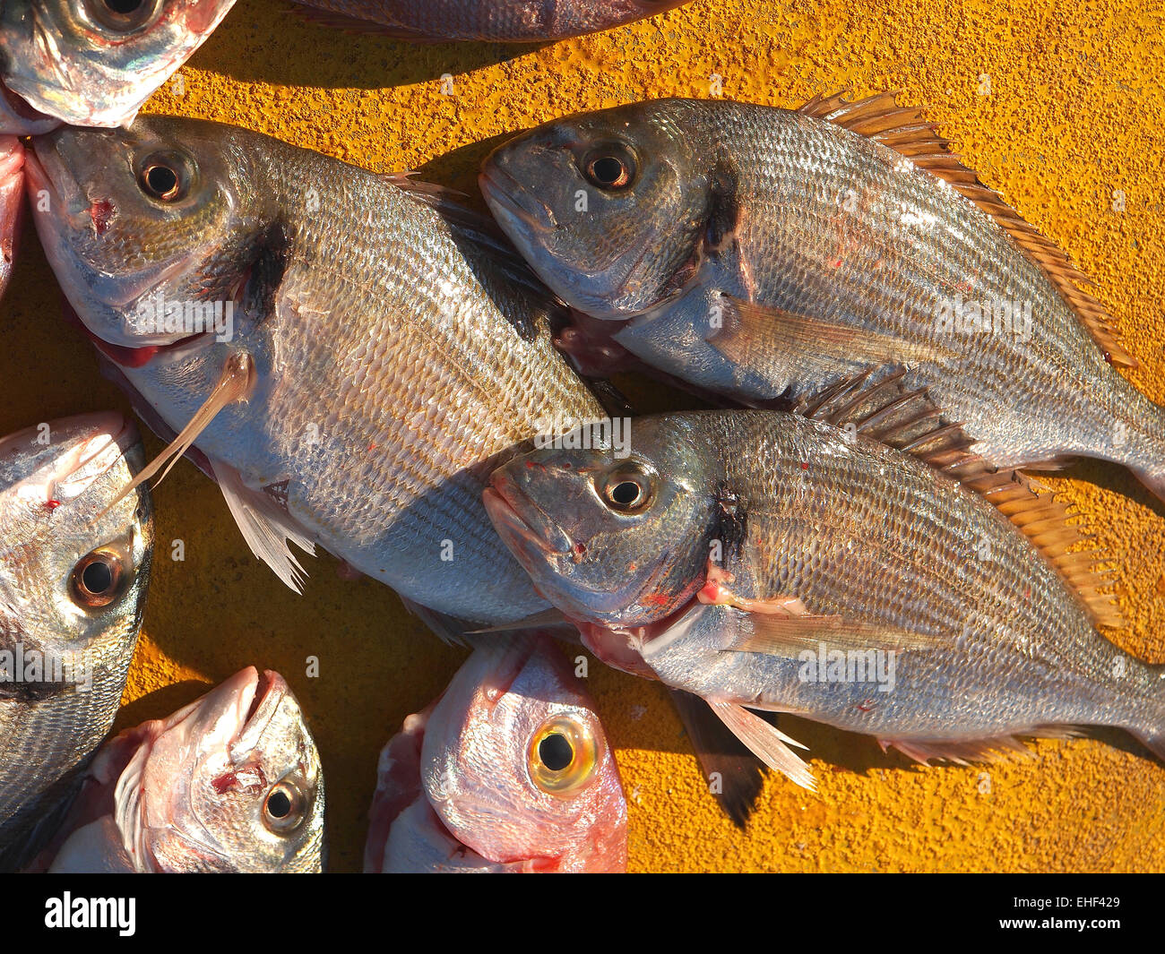 Fresh fish being cleaned on the boat after fishing Stock Photo - Alamy