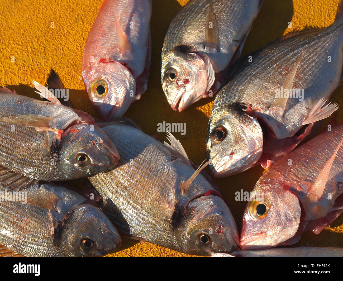 Deep sea angler fish hi-res stock photography and images - Alamy