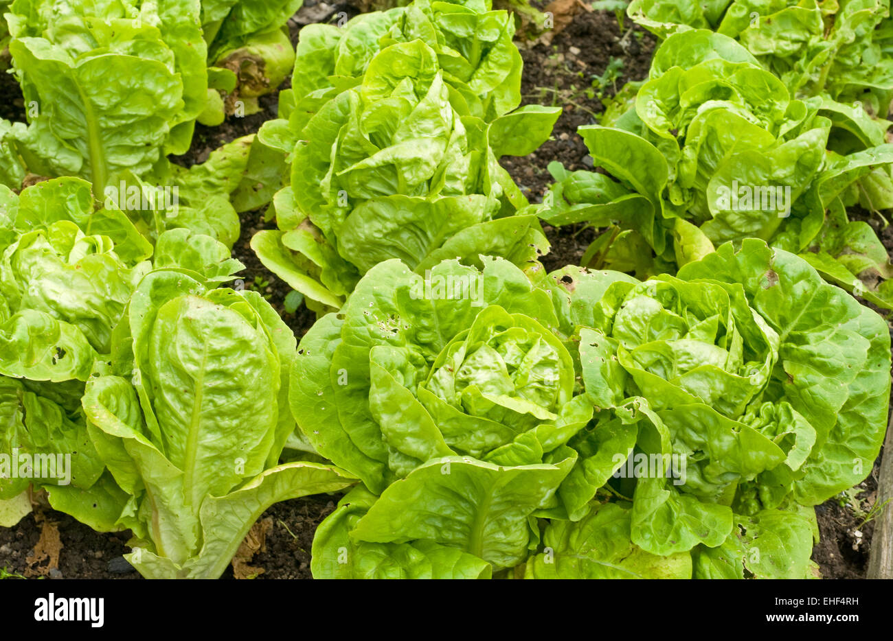 Salat Blatt High Resolution Stock Photography and Images - Alamy