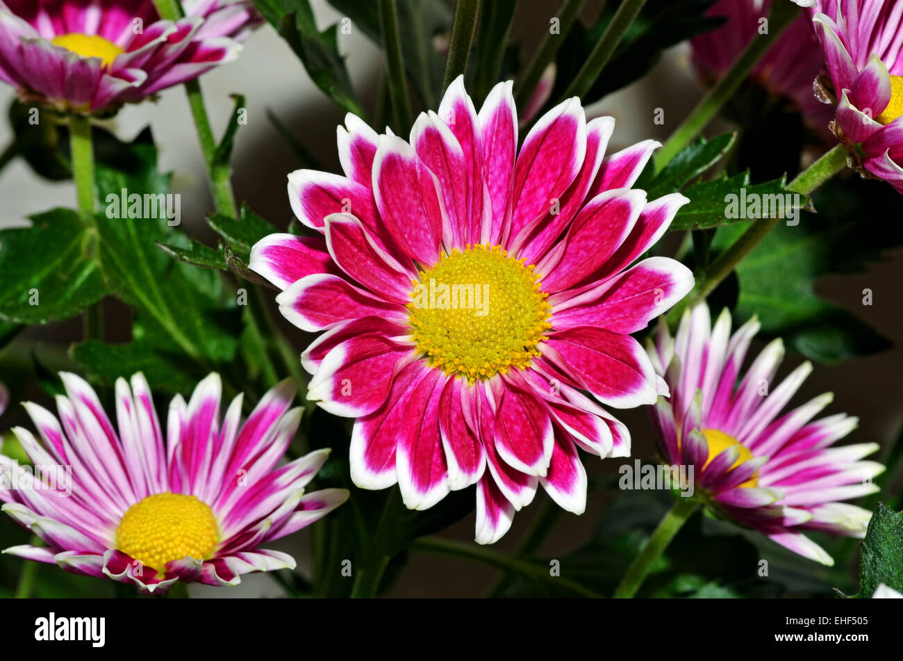 Gerbera Viridifolia High Resolution Stock Photography and Images - Alamy