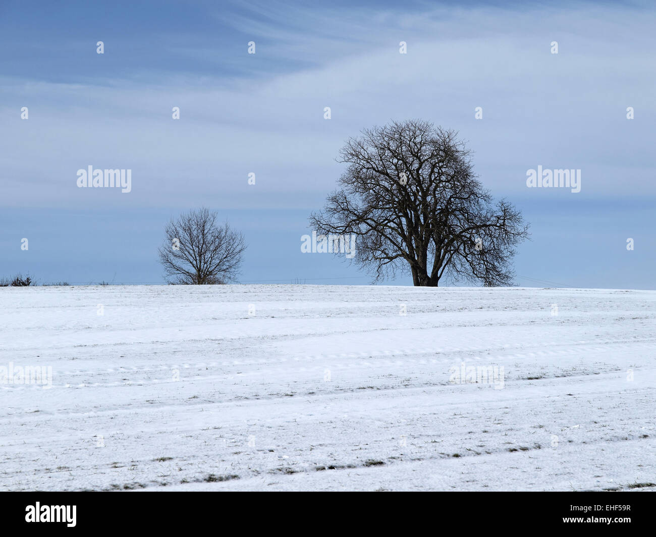 Chestnut tree in winter, Aesculus, Germany Stock Photo - Alamy
