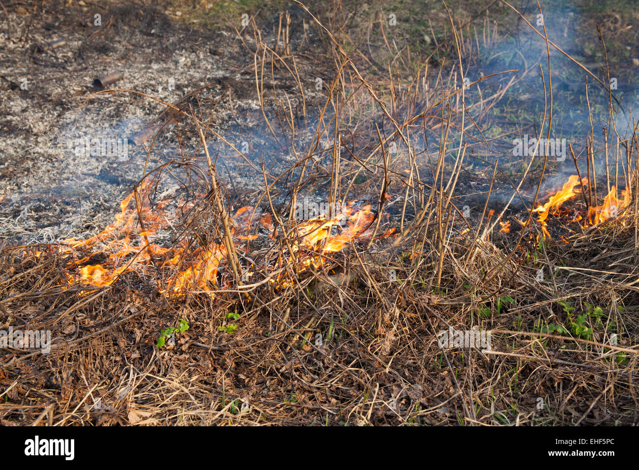 Forest fires - grass and bushes burning in the wood Stock Photo - Alamy