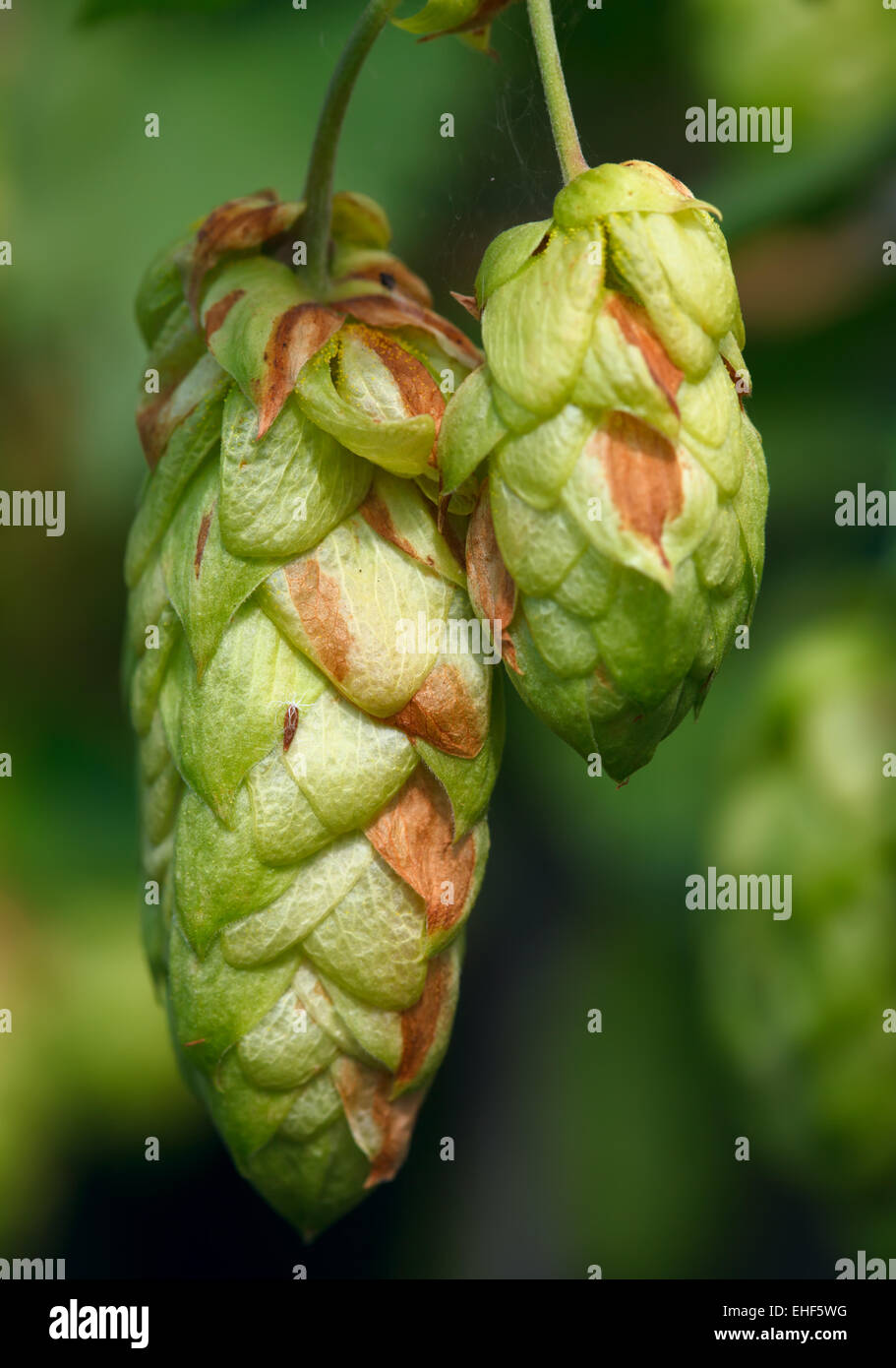 Hop cone hi-res stock photography and images - Alamy