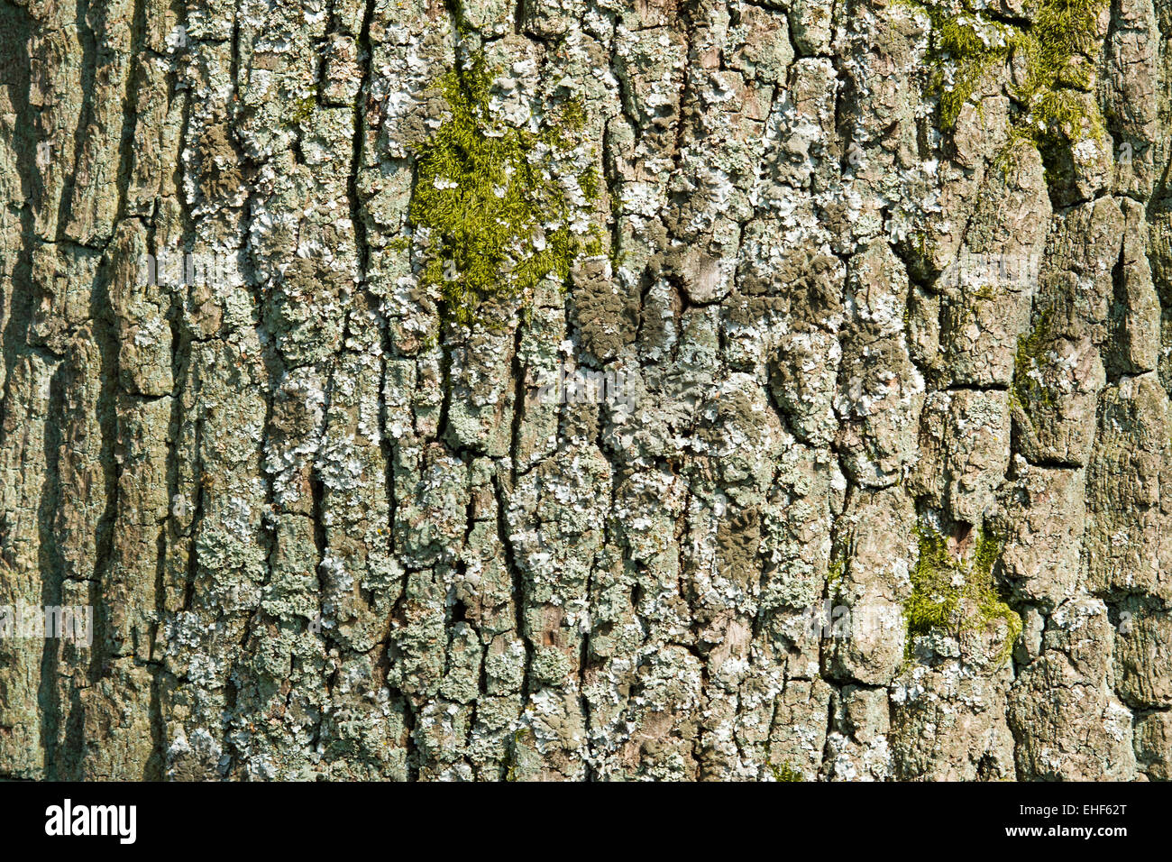 Old rustic tree bark Stock Photo - Alamy