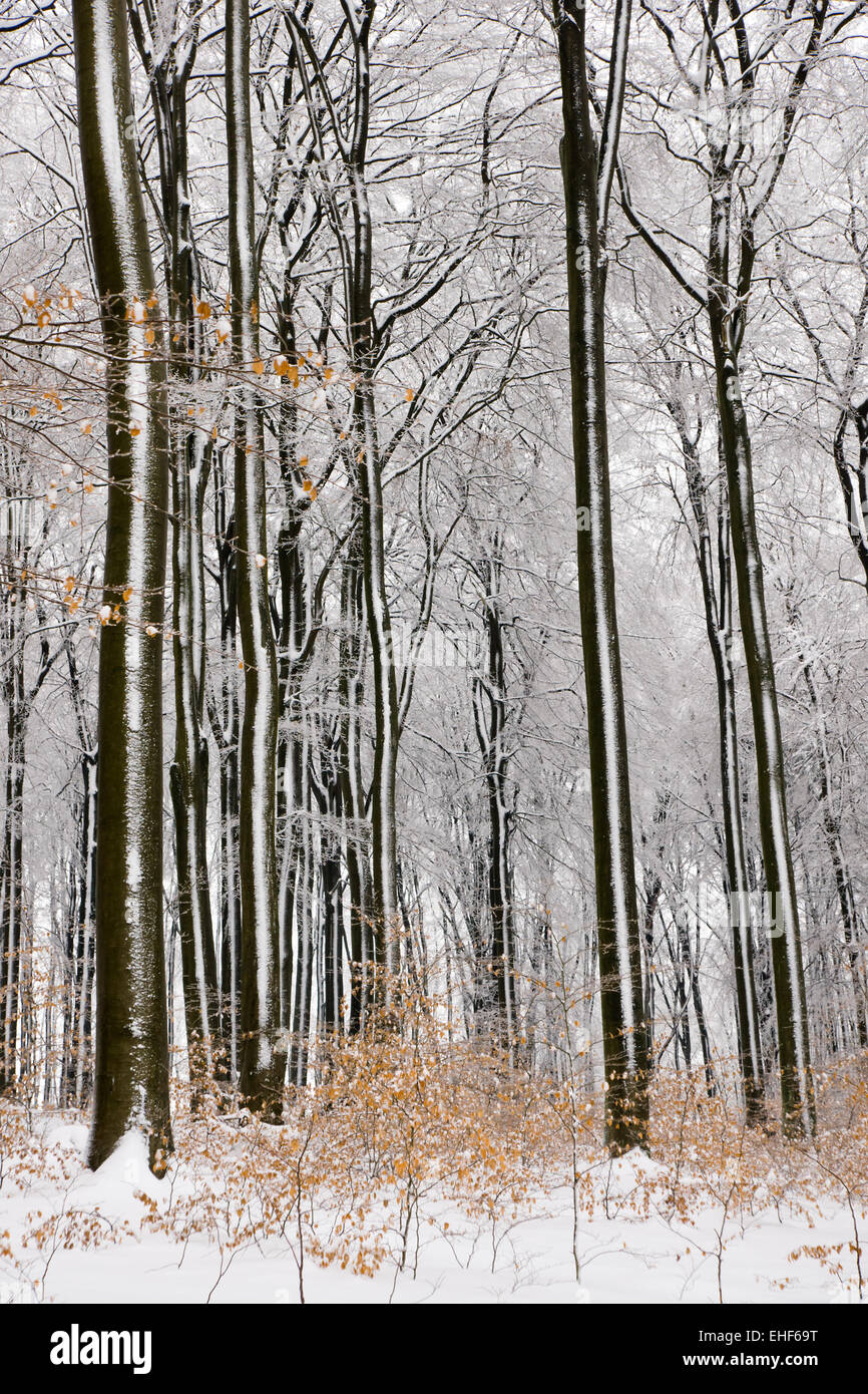 Beech tree forest in Winter Stock Photo - Alamy