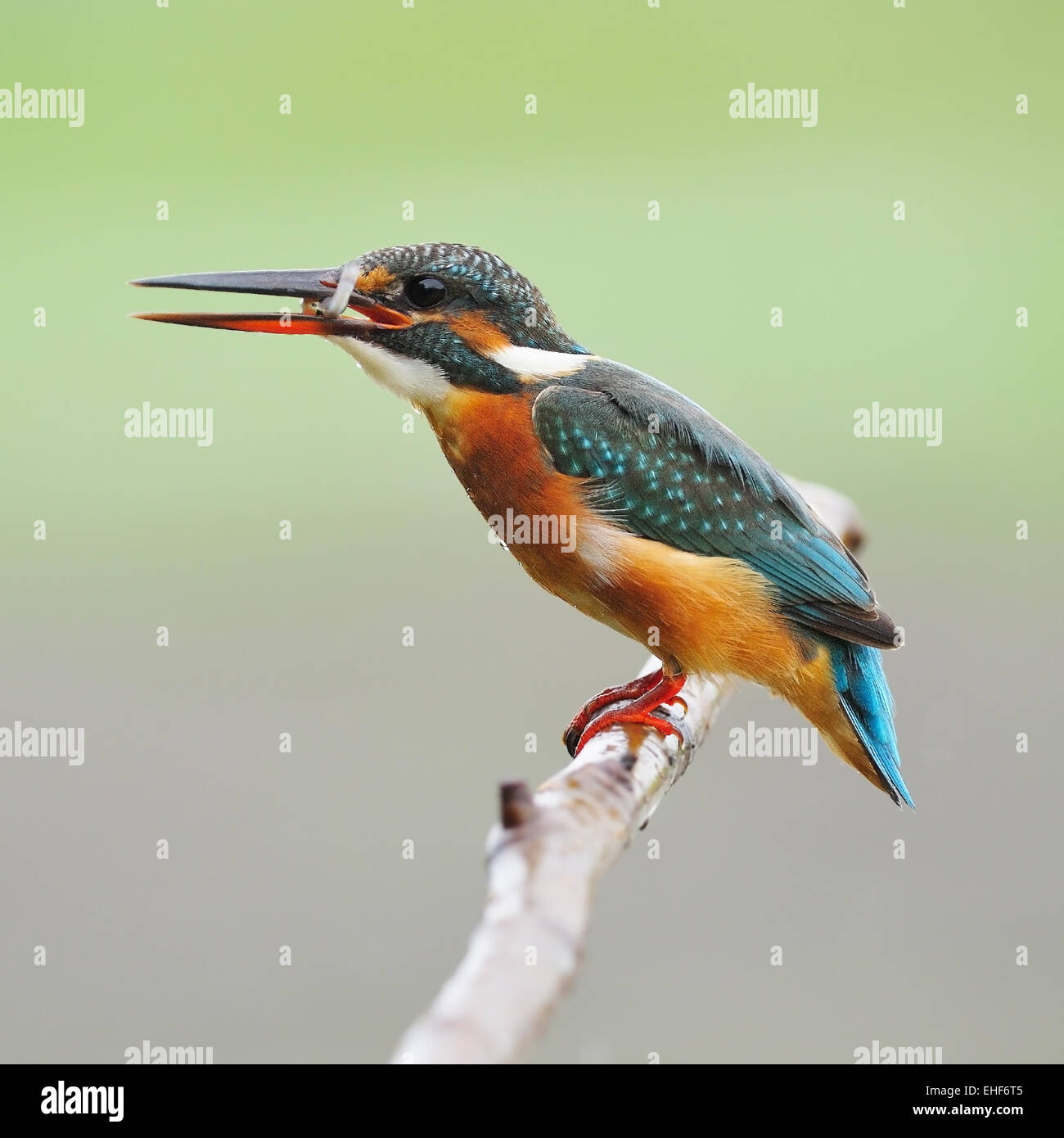 Colorful Kingfisher bird, female Common Kingfisher (Alcedo athis ...
