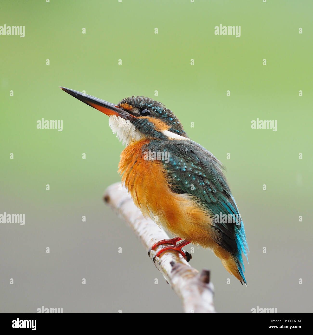 Colorful Kingfisher bird, female Common Kingfisher (Alcedo athis ...