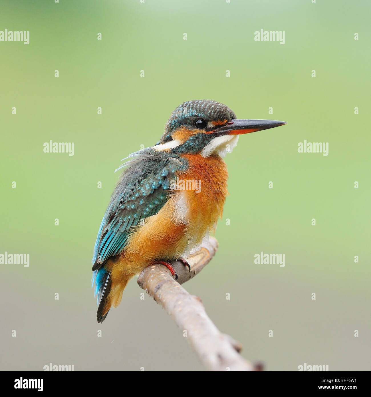 Colorful Kingfisher bird, female Common Kingfisher (Alcedo athis ...