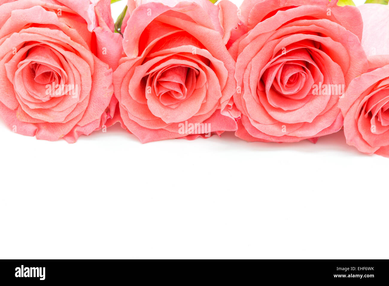 Beautiful pink rose flower, isolated on white background Stock Photo ...
