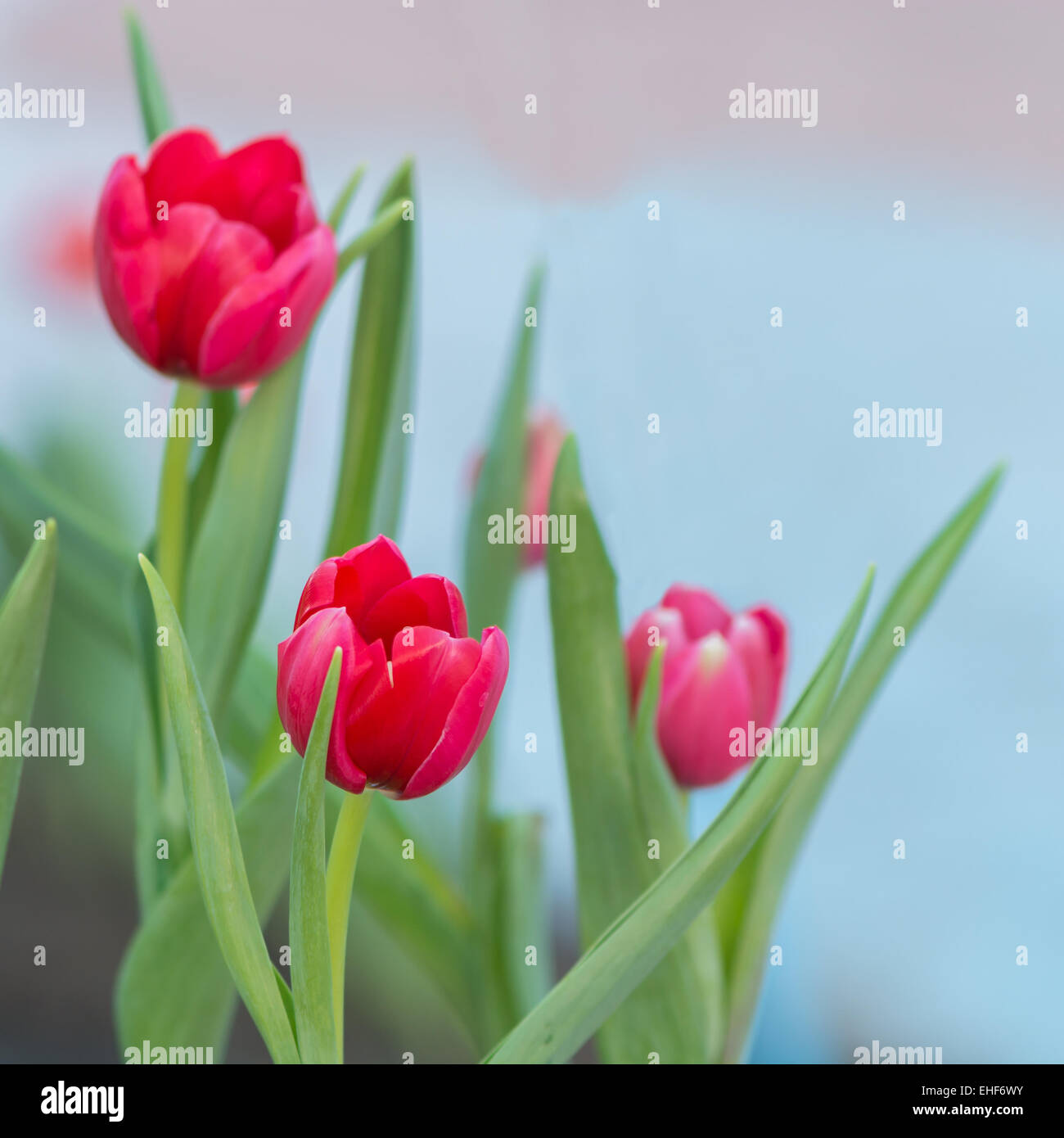 Red tulip flower hi-res stock photography and images - Alamy