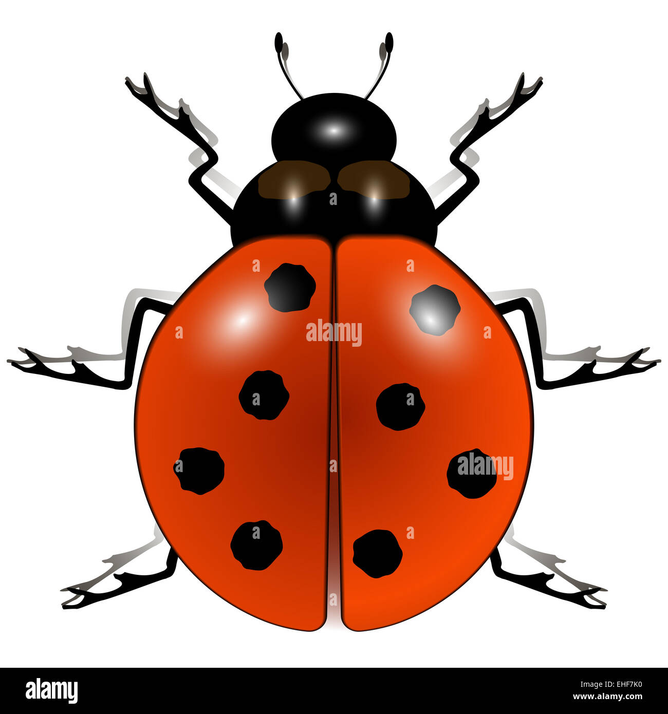 ladybug against white Stock Photo - Alamy