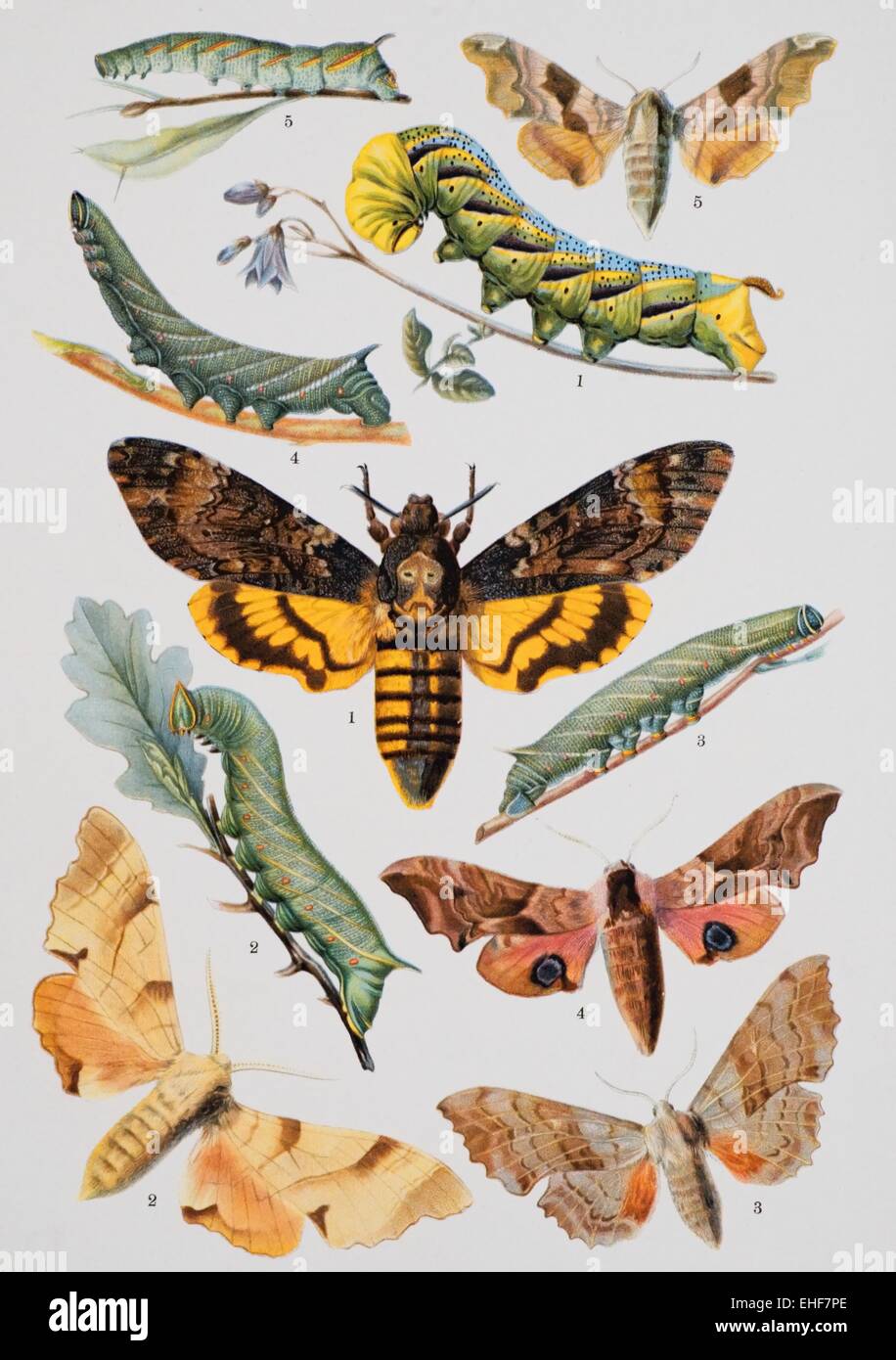 Butterfly Scientific Illustration