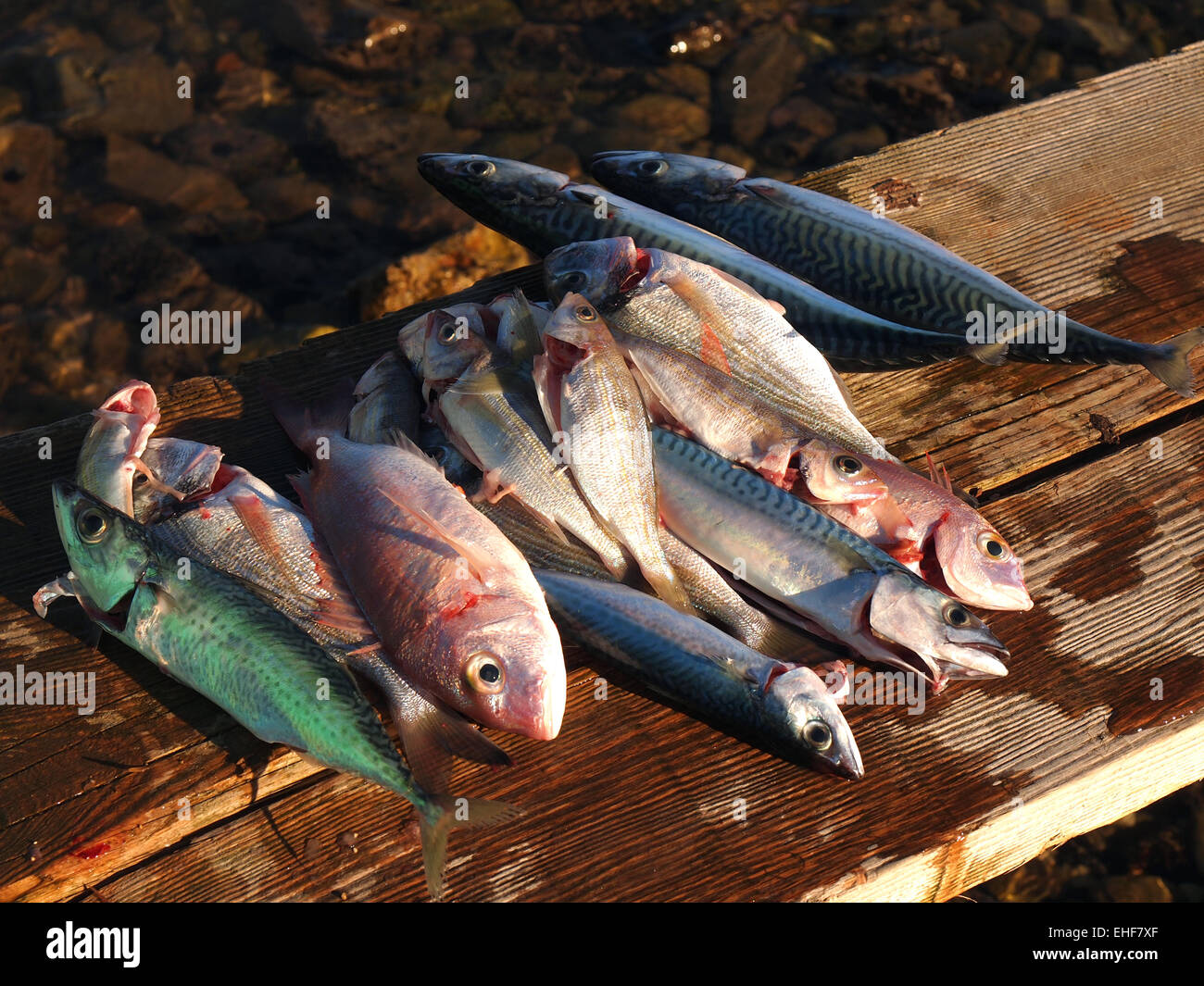 Adult fresh hi-res stock photography and images - Alamy