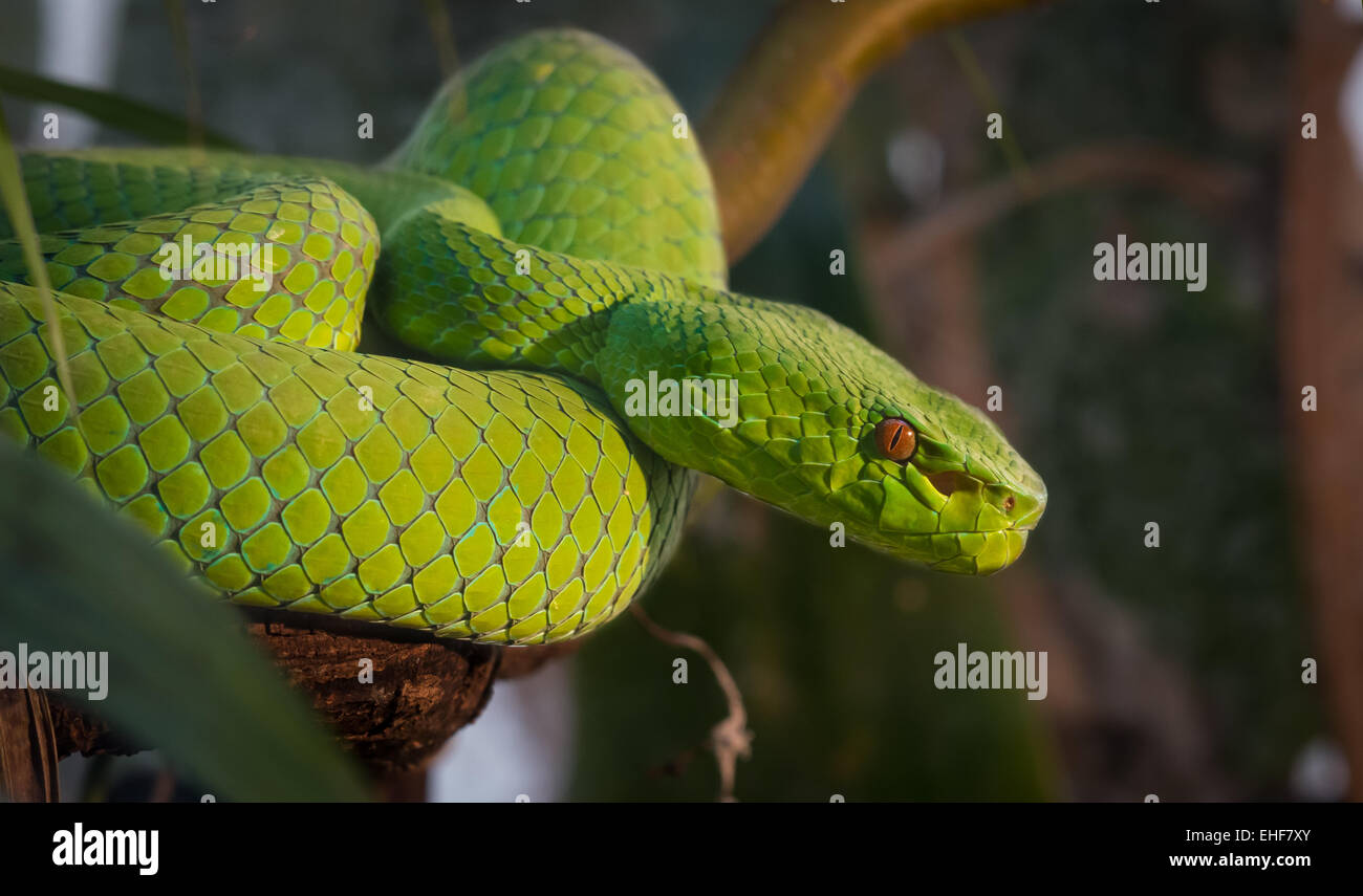Green Pit Viper Stock Photo - Alamy
