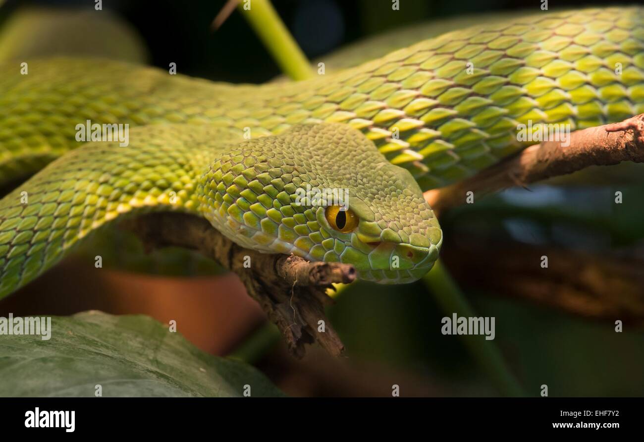 White lipped green tree viper hi-res stock photography and images - Alamy