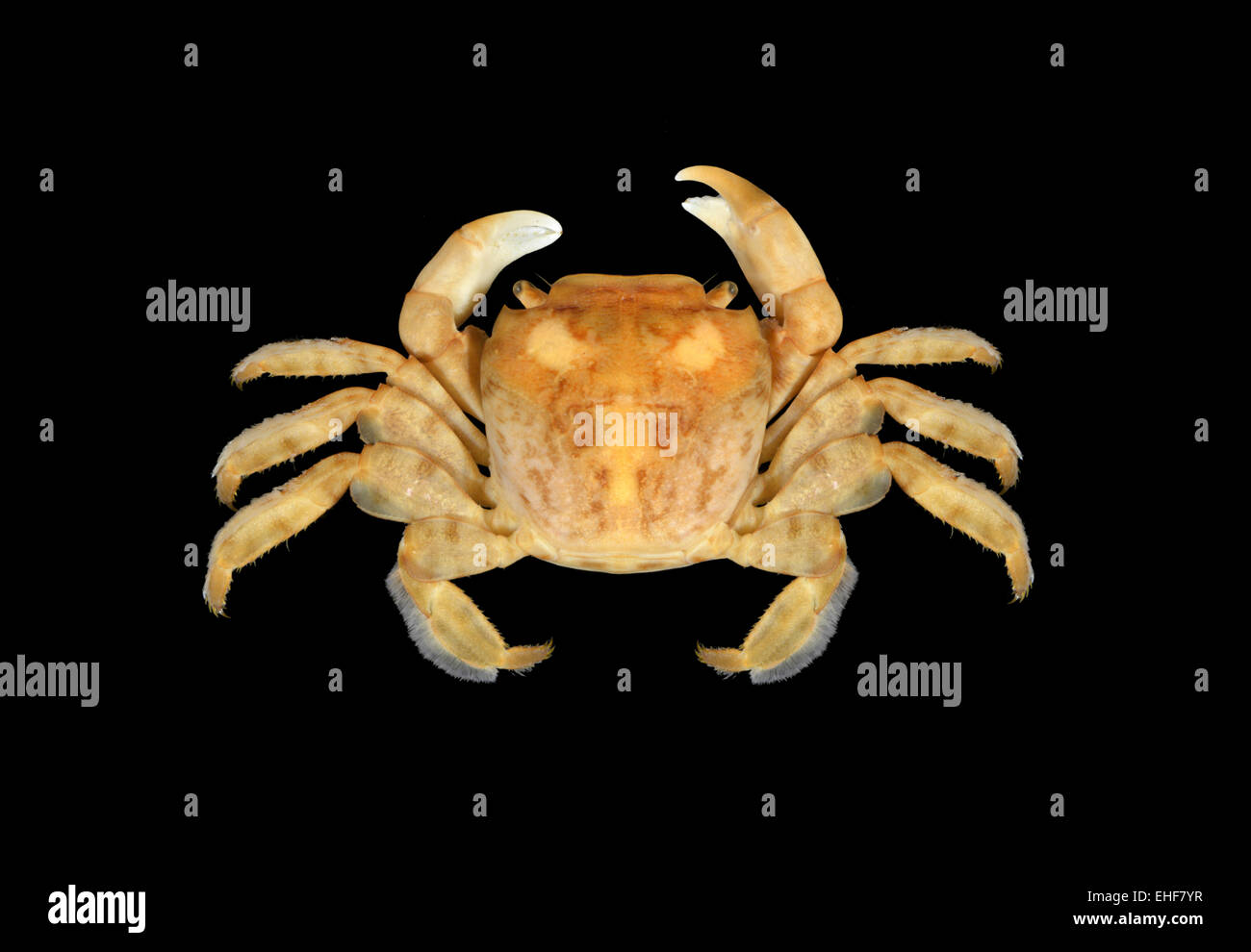 Columbus Crab - Planes minutus Stock Photo - Alamy