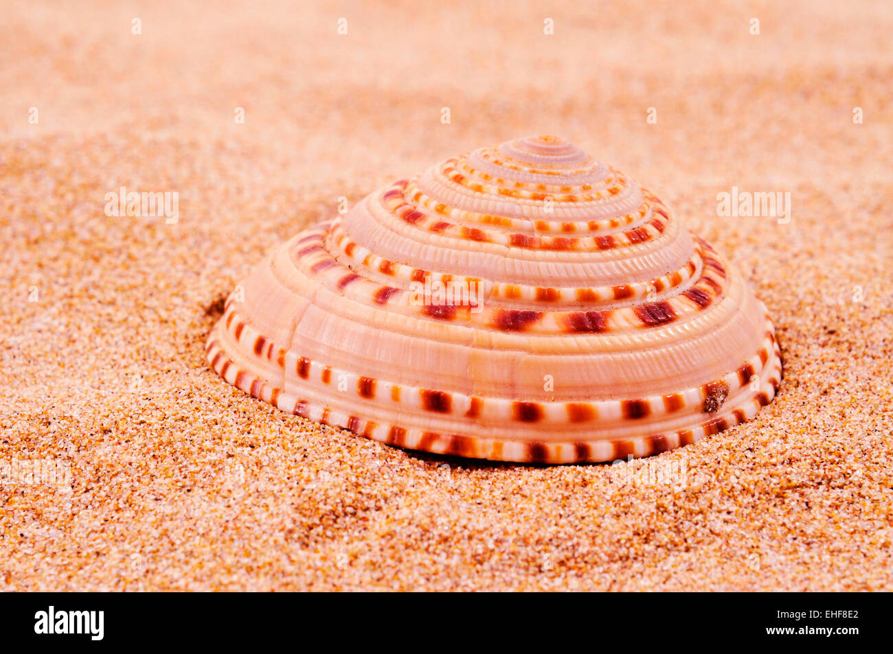 Conch hi-res stock photography and images - Alamy