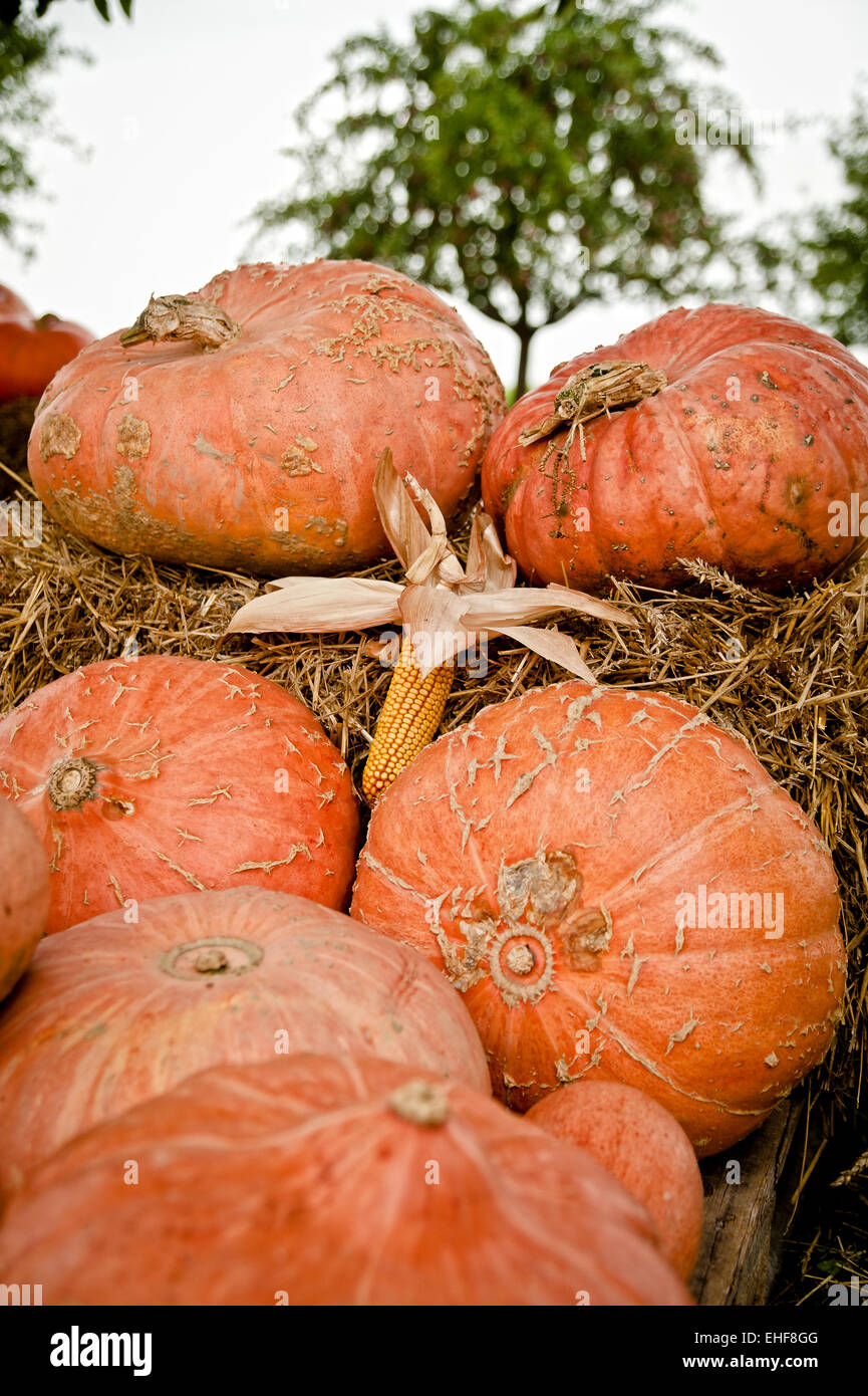 Pumpkins and Tree Stock Photo - Alamy