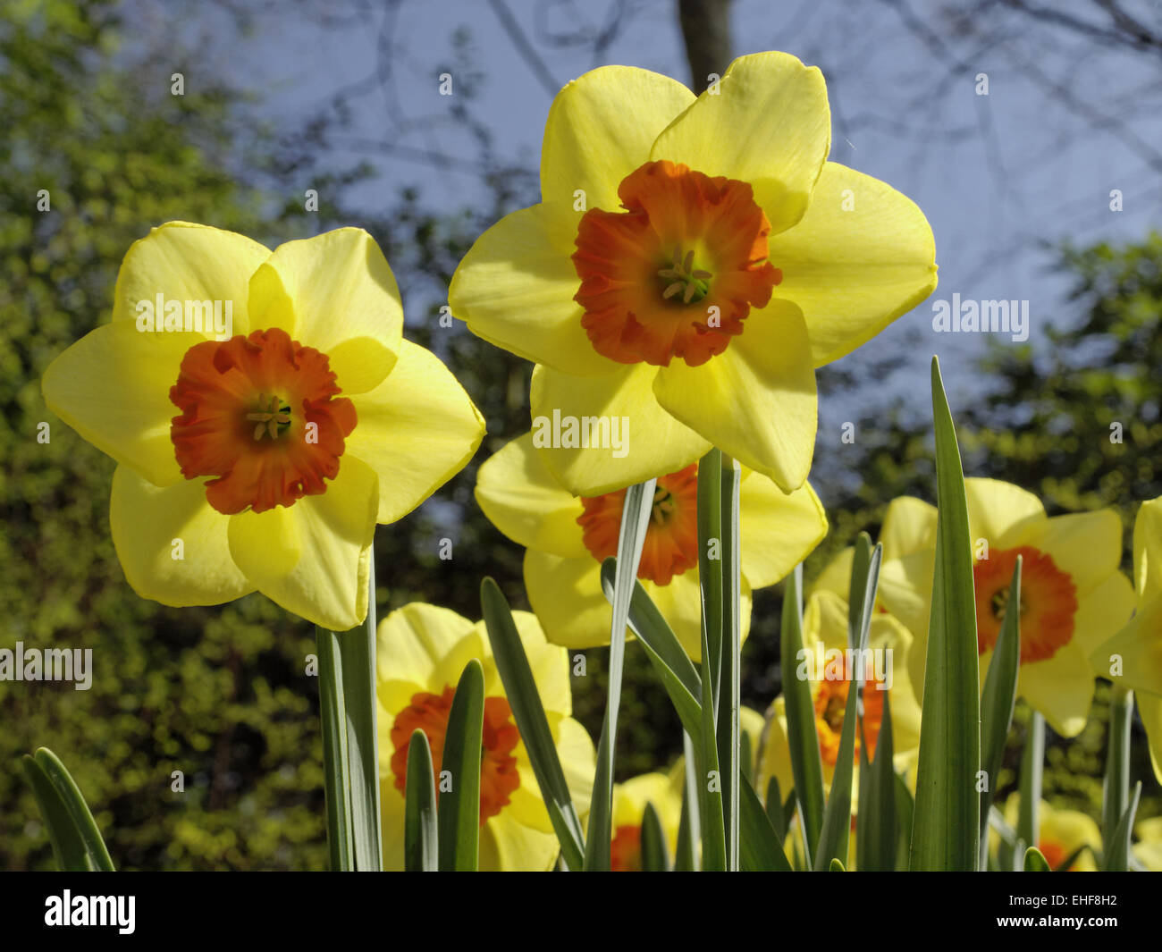 Daffodil border hi-res stock photography and images - Alamy