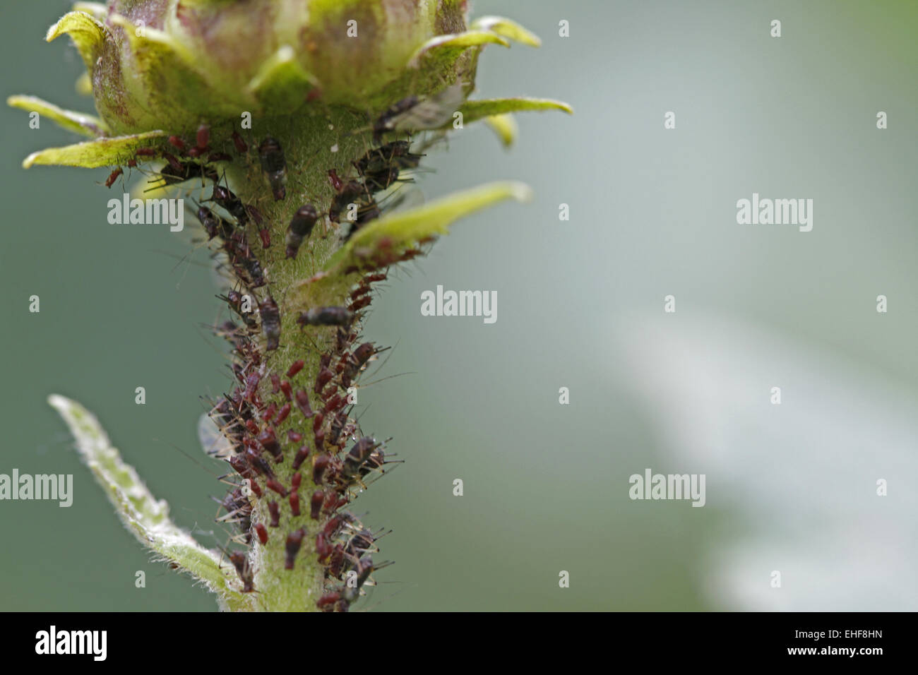 Plant lice hi-res stock photography and images - Alamy
