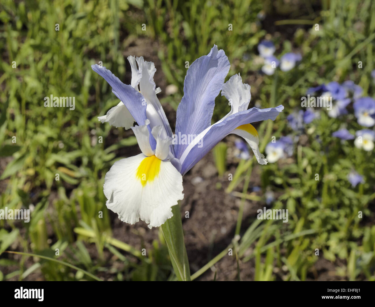 Iris lily hi-res stock photography and images - Alamy