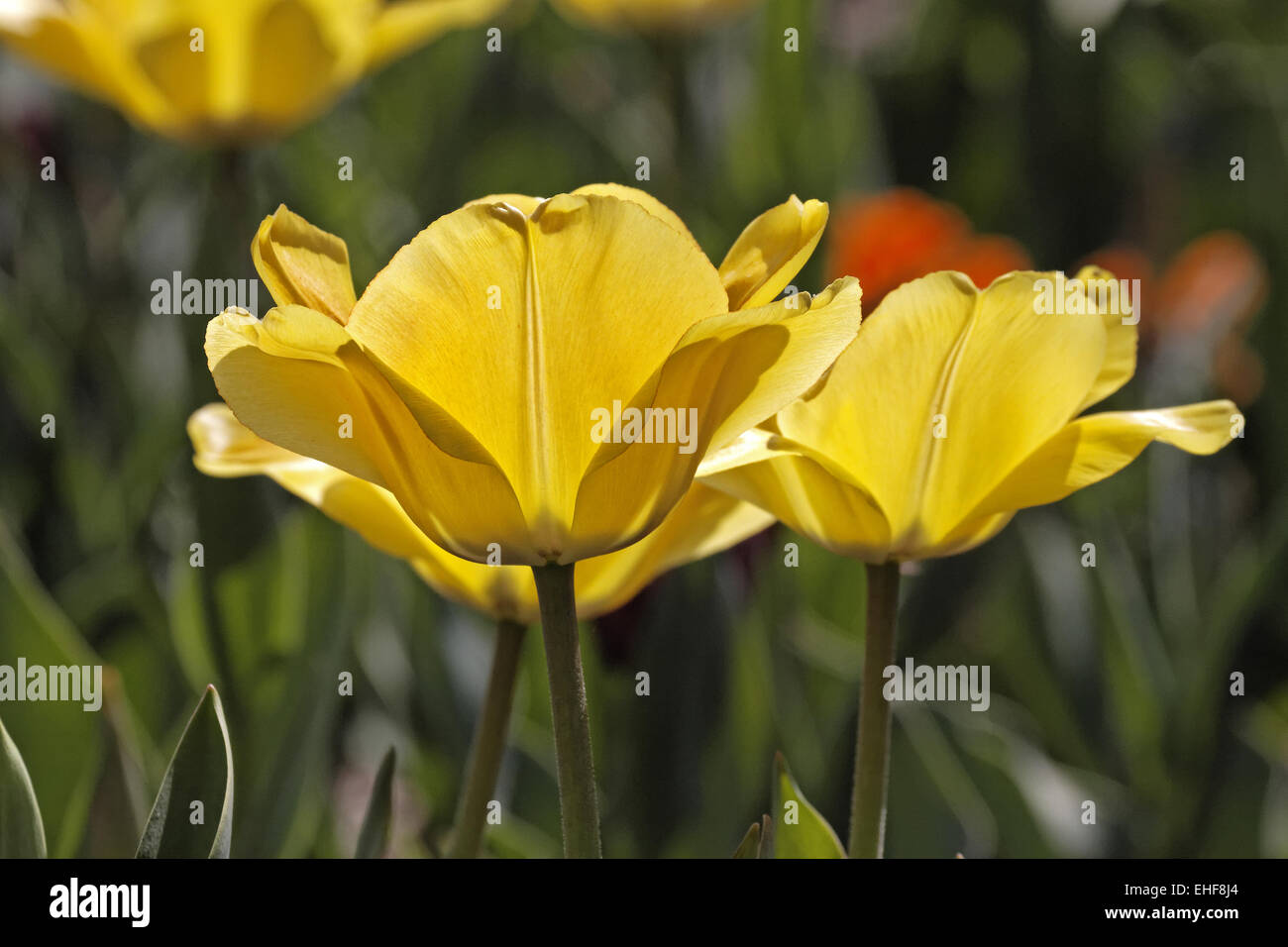 Backlit photo hi-res stock photography and images - Alamy