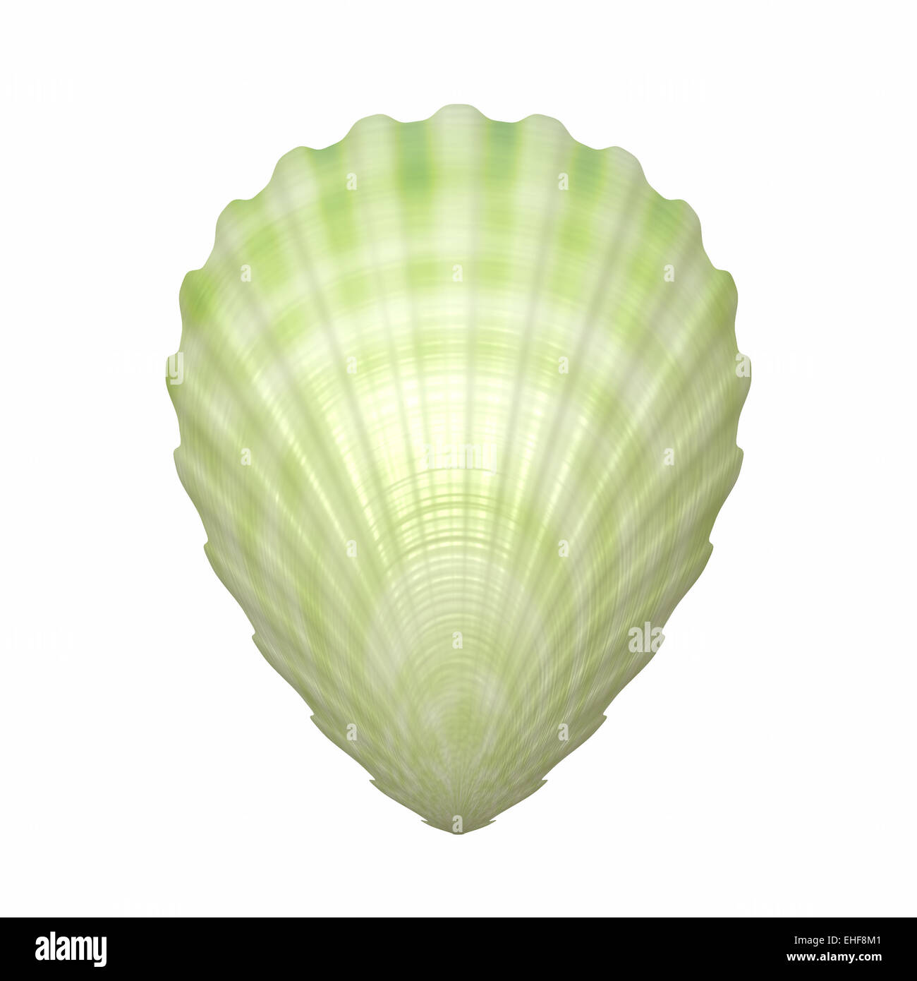big white sea shell Stock Photo - Alamy