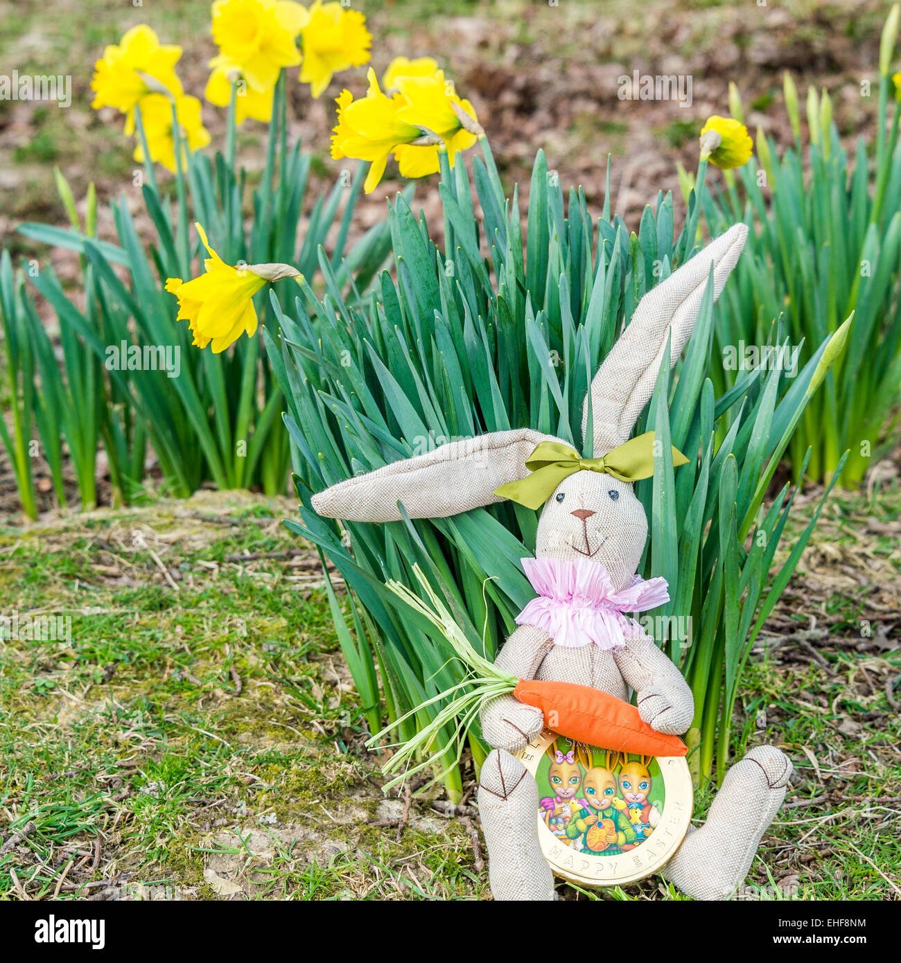 Easter bunny hiding in the daffodils Stock Photo - Alamy