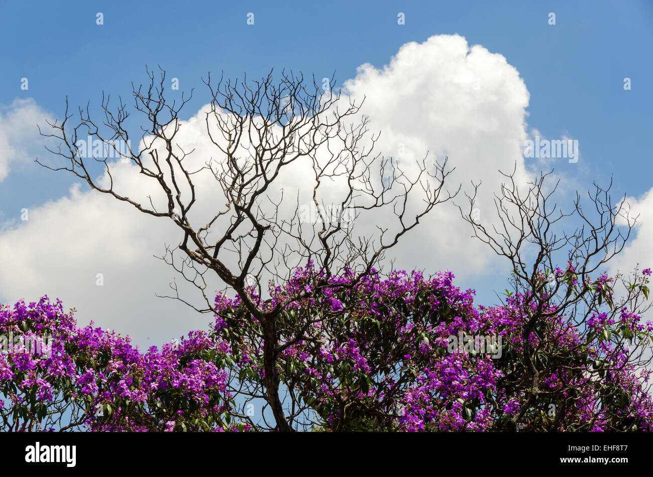 Flowering trees in brazil hi-res stock photography and images - Alamy