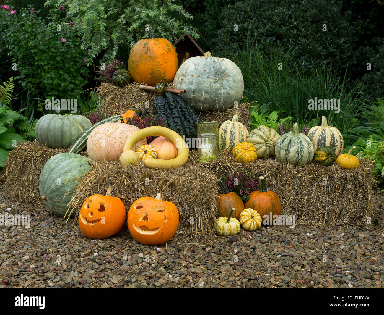 Many pumpkins hi-res stock photography and images - Alamy