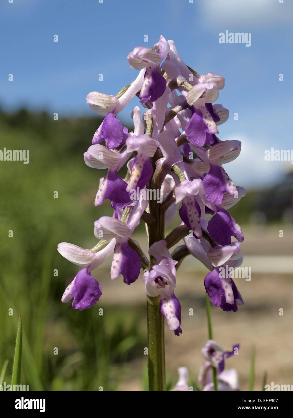 Long spurred flowers hi-res stock photography and images - Alamy