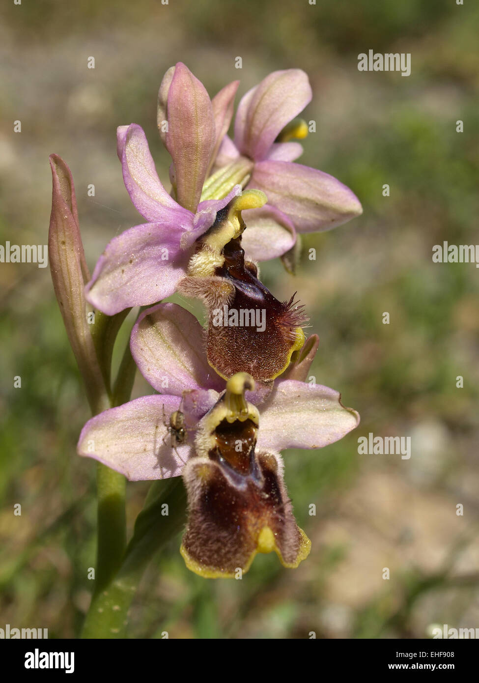Ophrys tenthredinifera, Sawfly orchid Stock Photo - Alamy