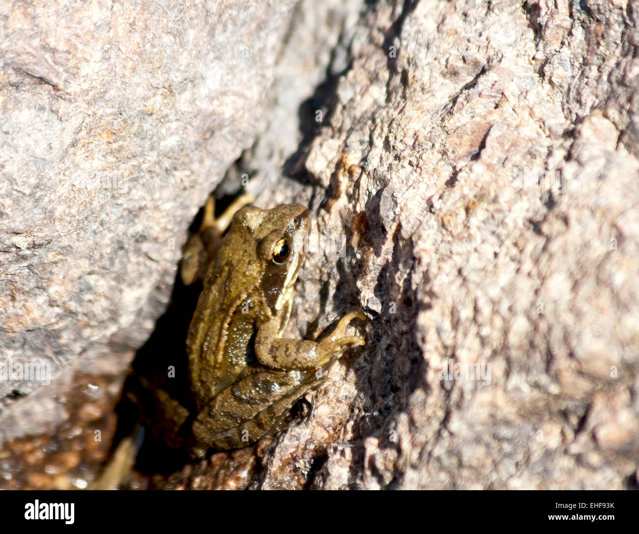 European agile frog hi-res stock photography and images - Alamy