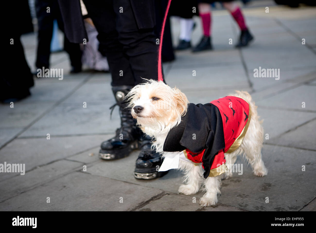 Goth dog hi-res stock photography and images - Alamy