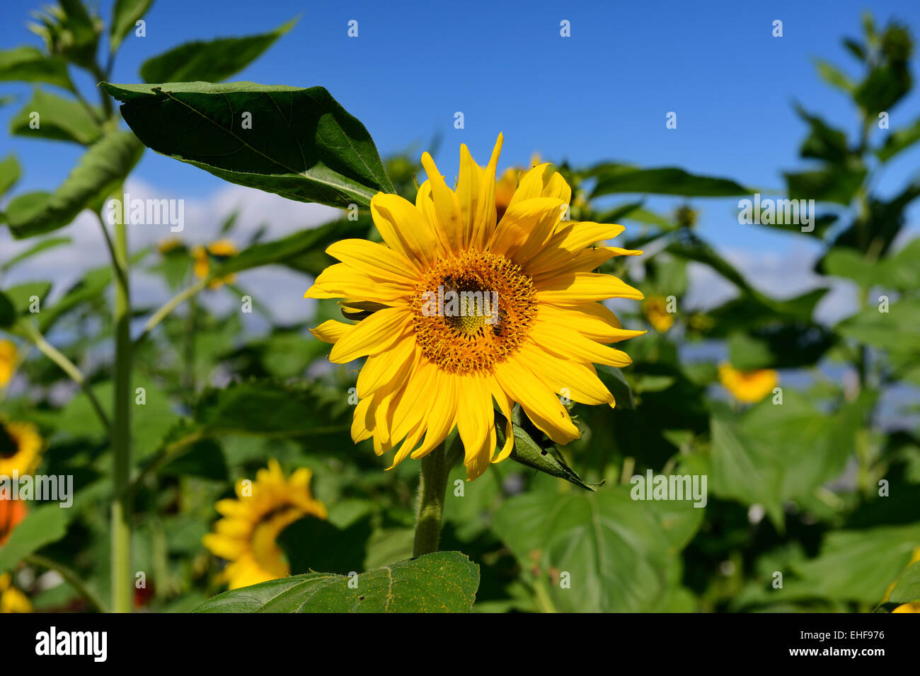 Giant sunflower head in field by Kula Highway, Maui, Hawaii, USA Stock ...