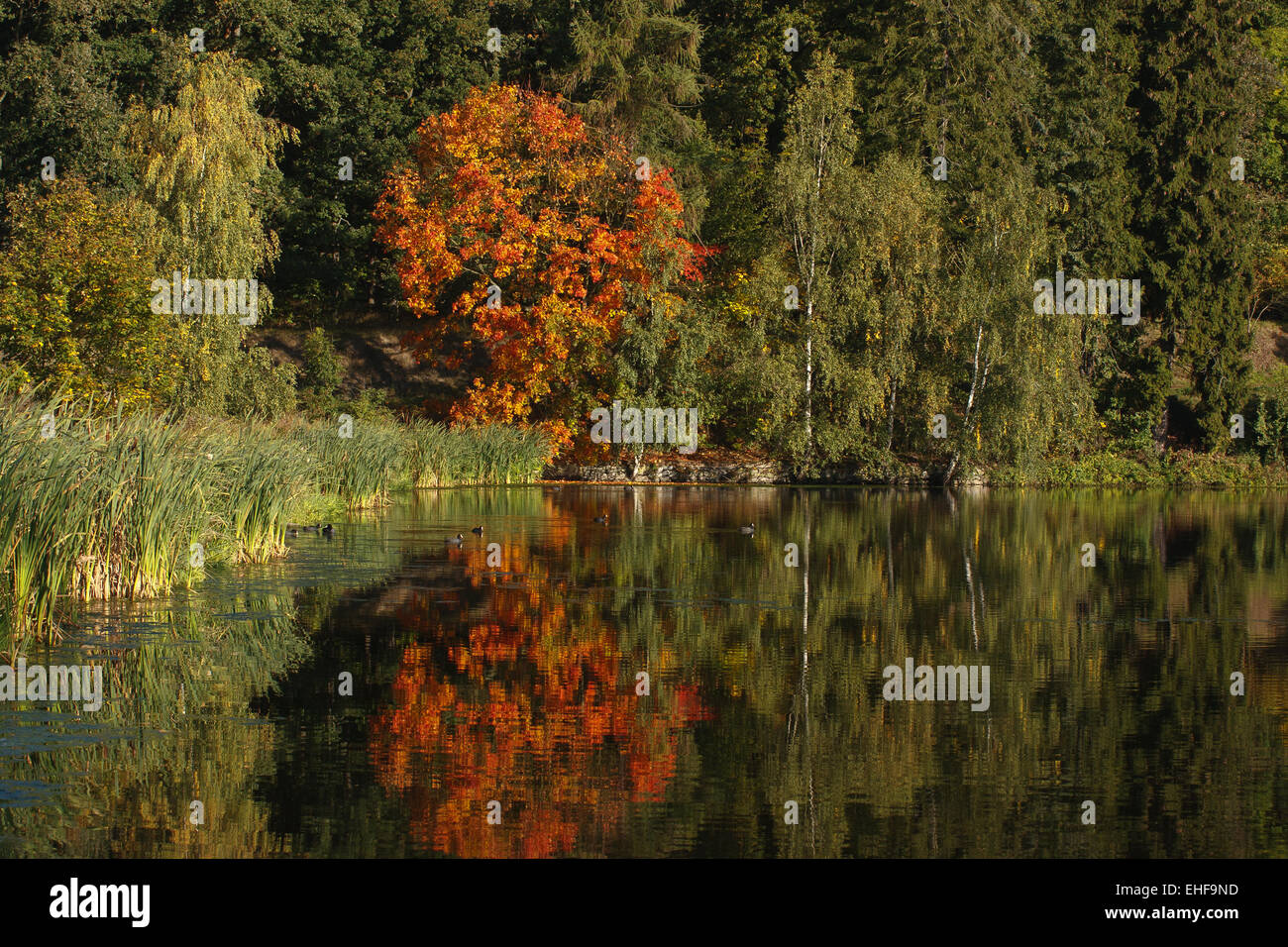 colors of autumn Stock Photo - Alamy