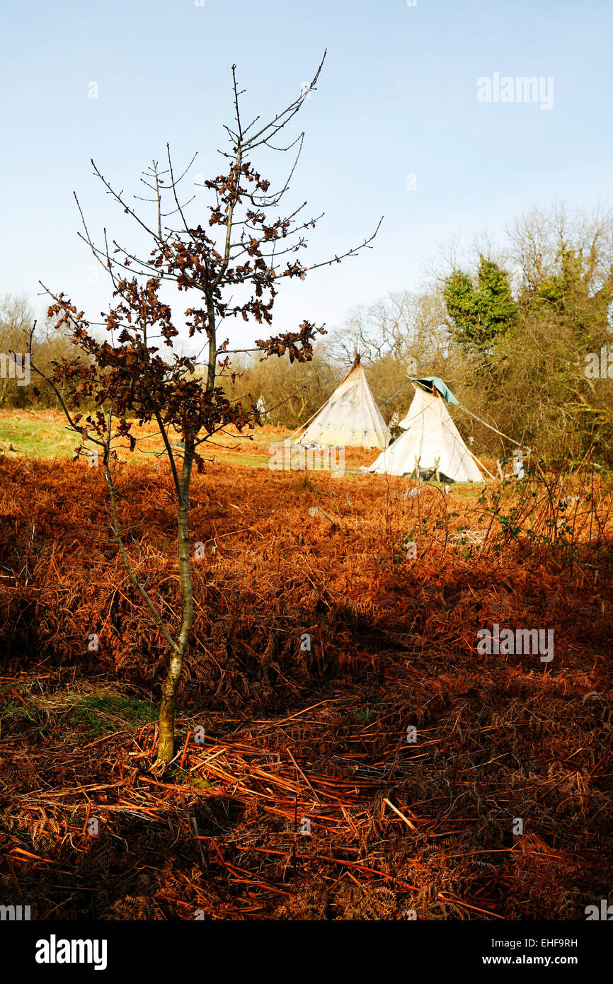 Tree with tipis in the background at Tipi Valley an eco community near ...