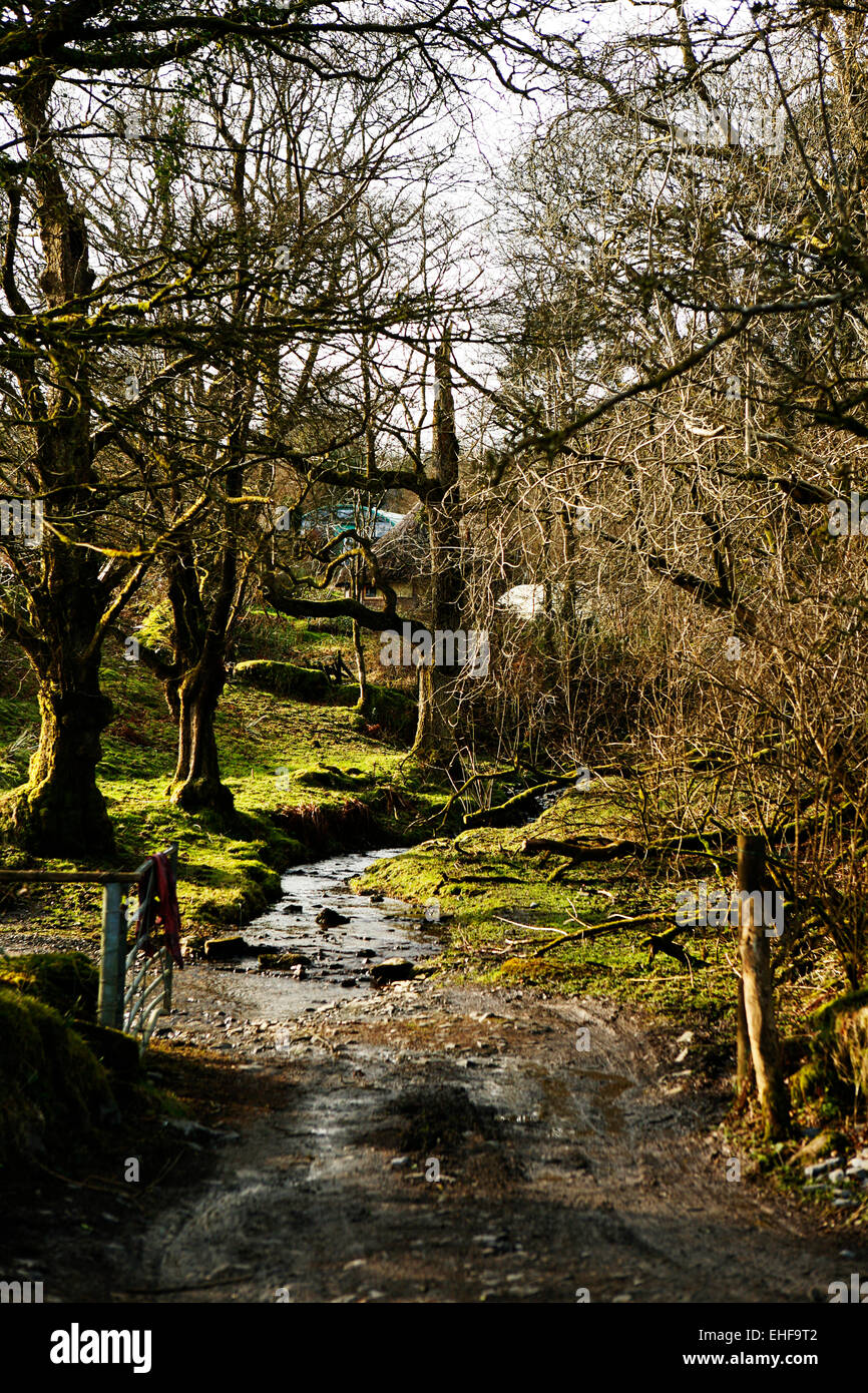 A pathway at Tipi Valley an eco community near Talley in Wales Stock ...