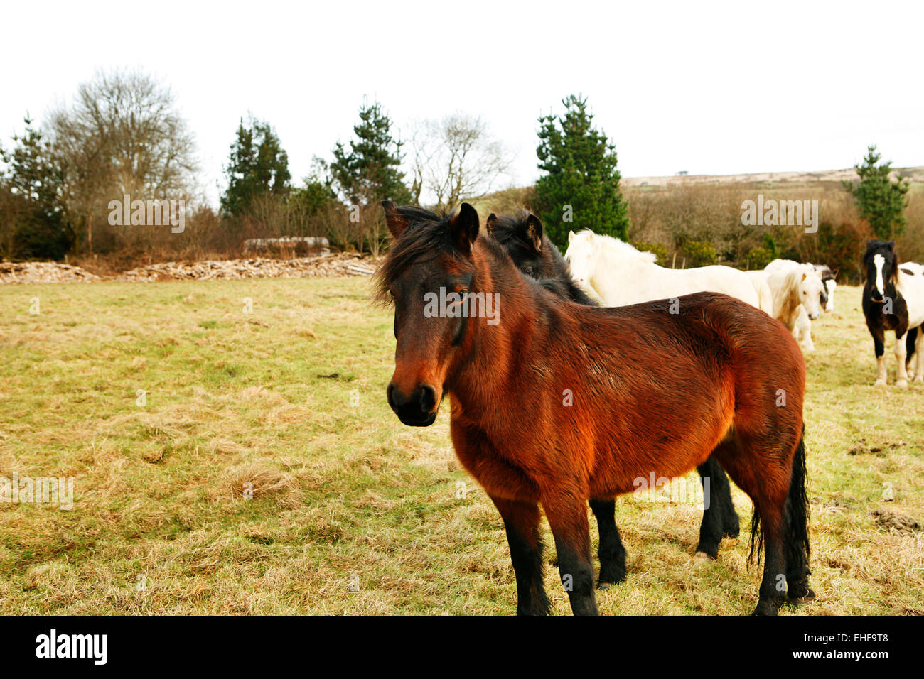 Tipi valley wales hi-res stock photography and images - Alamy