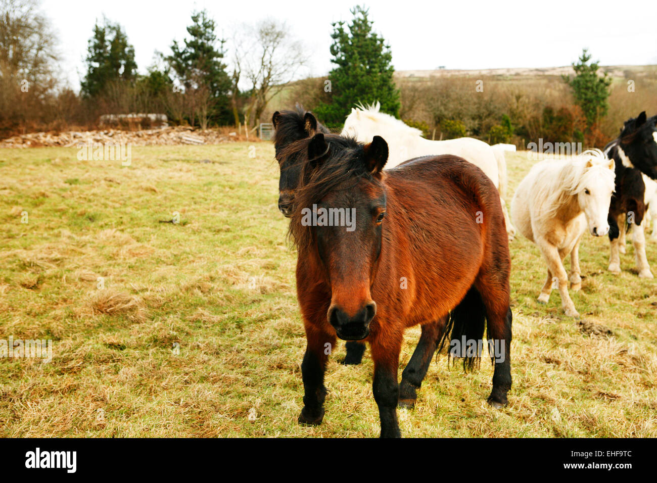 Tipi valley wales hi-res stock photography and images - Alamy