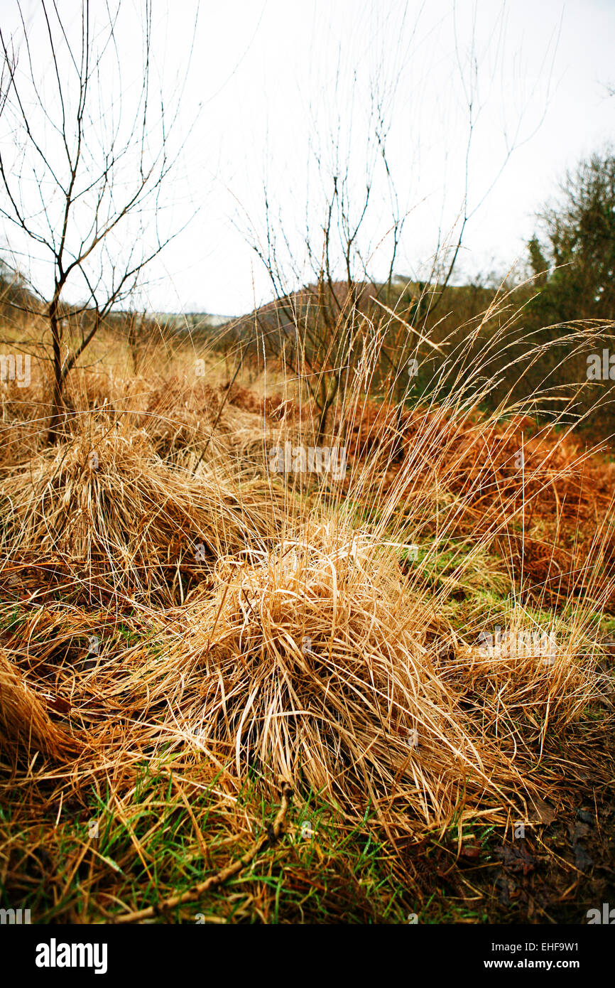 Tipi Valley an eco community near Talley in Wales Stock Photo - Alamy